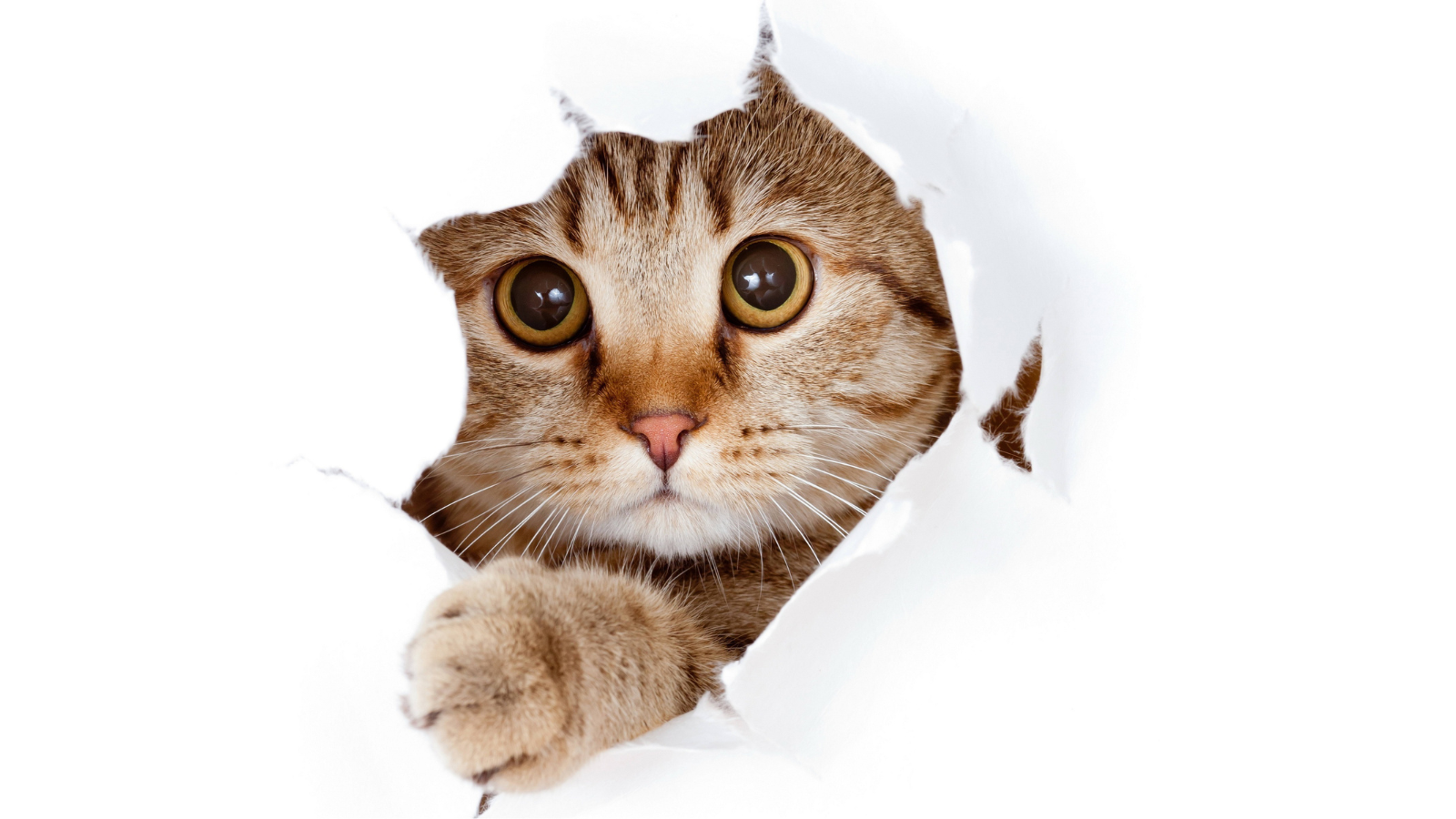 TEST: ¿Qué harías si por arte de magia te convirtieran en un gato ...